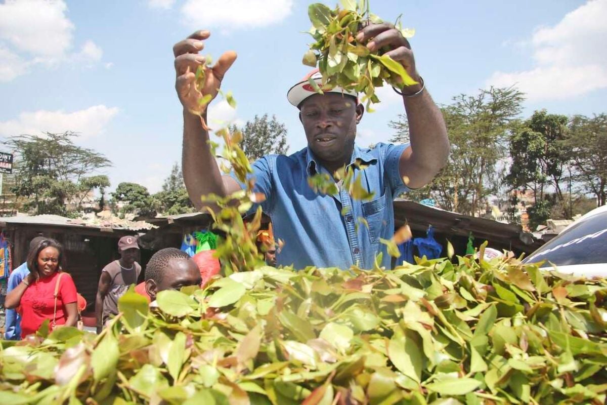 Nairobi MCAs push for miraa market set up, levy removal - Business Daily