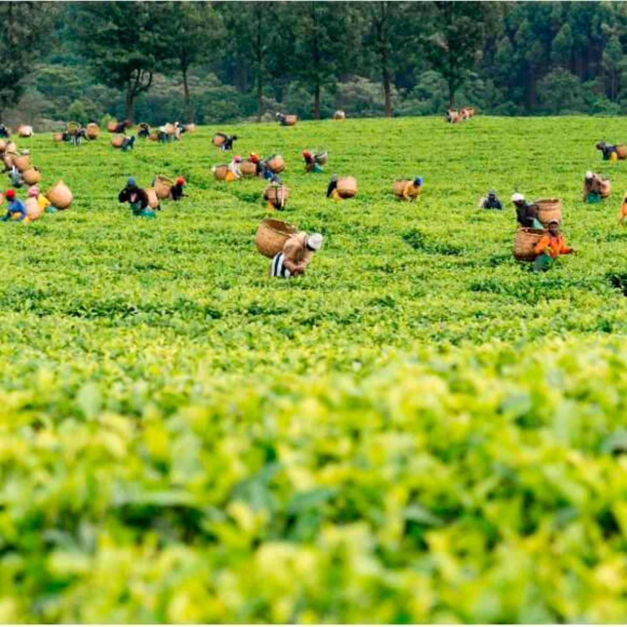 James Finlay earned Sh3bn in Kenya exit - Business Daily