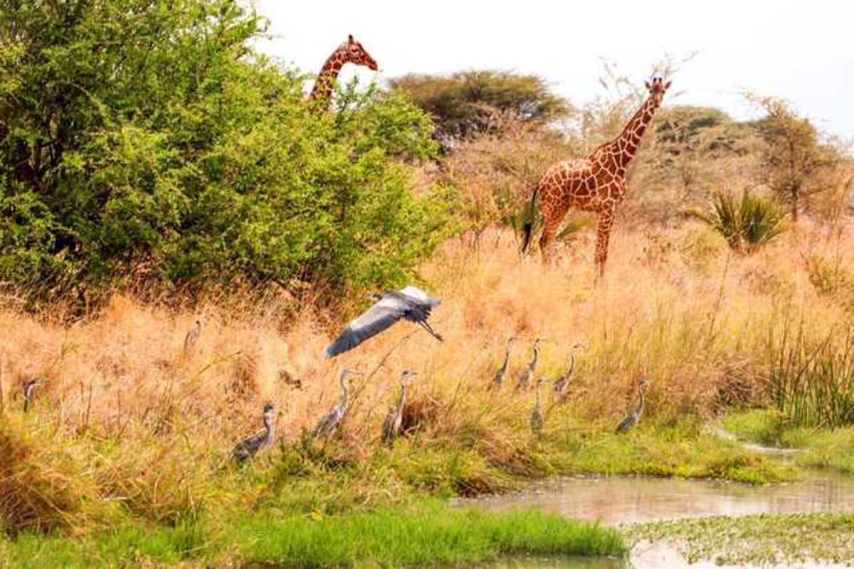A bird watching holiday in Meru - Business Daily