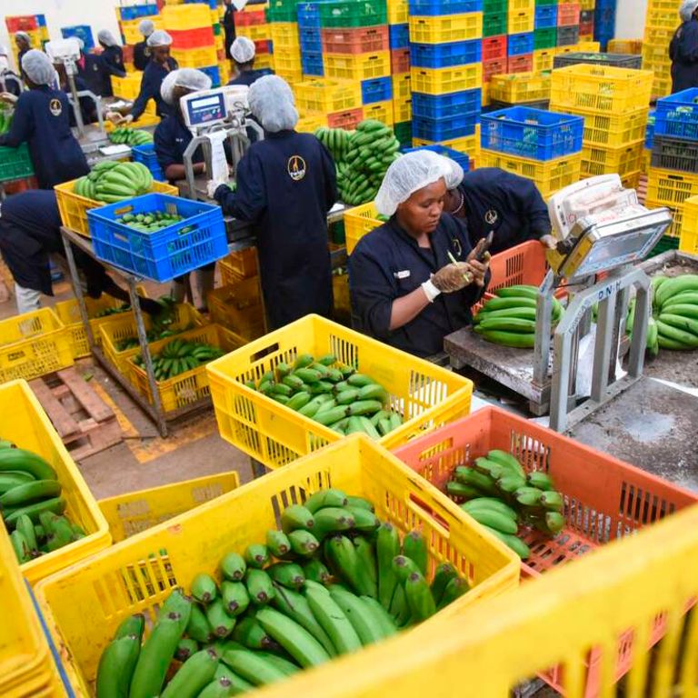 Twiga Foods expands operations in Nyanza, Rift Valley - Business Daily