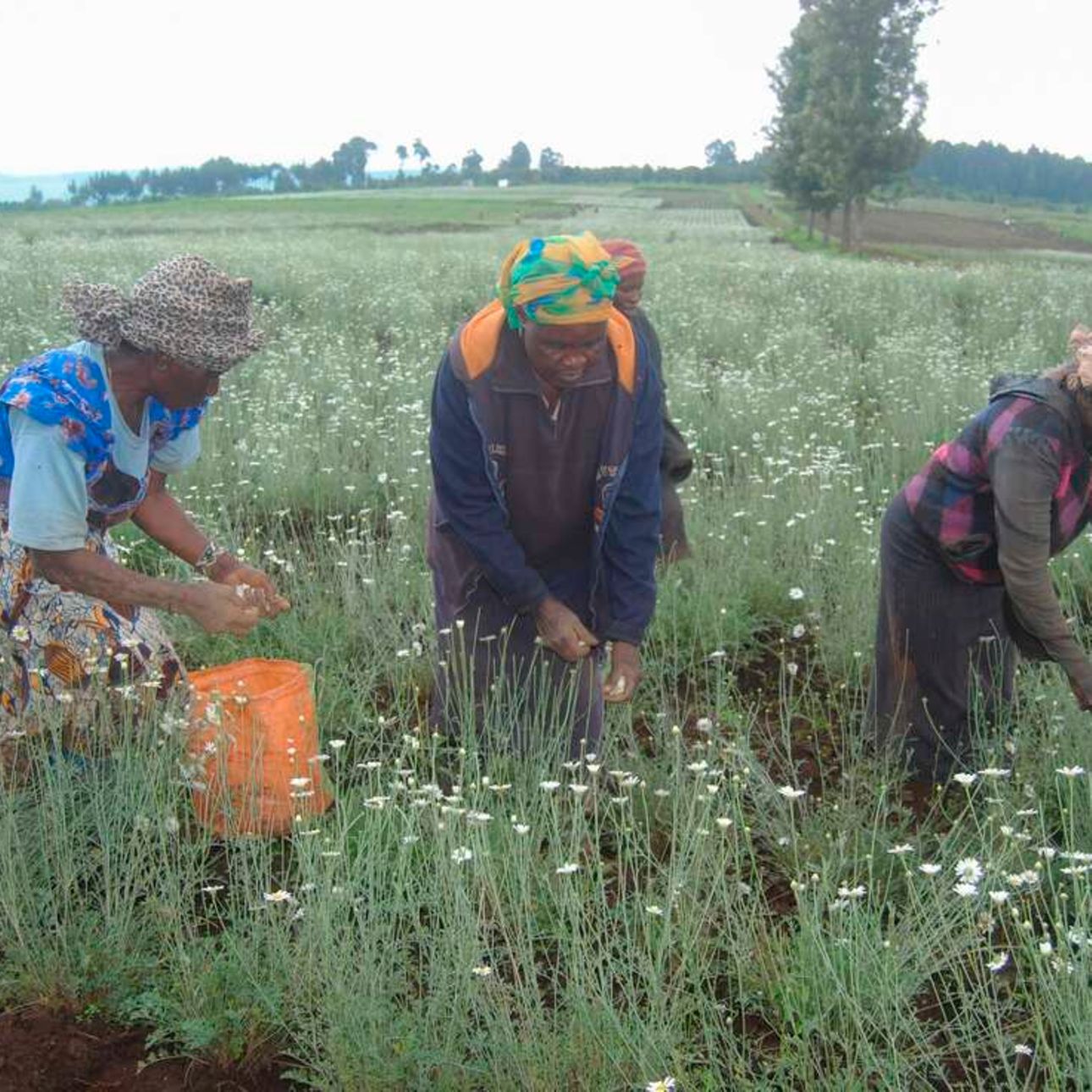 Pyrethrum company Kentegra to get Sh2bn to increase production ...