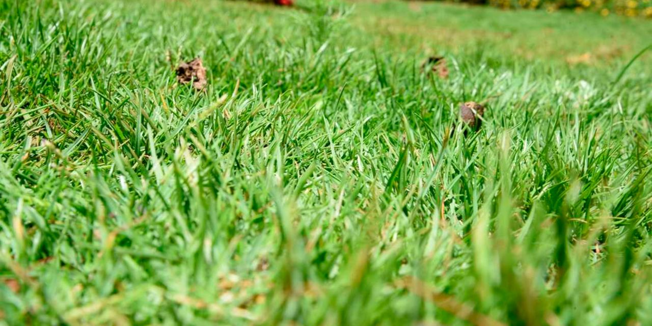 Picking best grass for your lawn - Business Daily