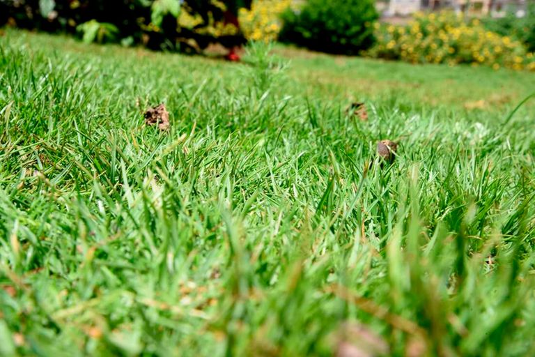 Picking best grass for your lawn - Business Daily