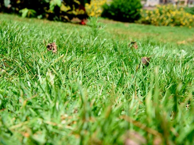 Picking best grass for your lawn - Business Daily