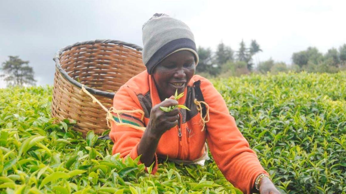 Kenyan tea exports to Pakistan hits Sh39bn - Business Daily
