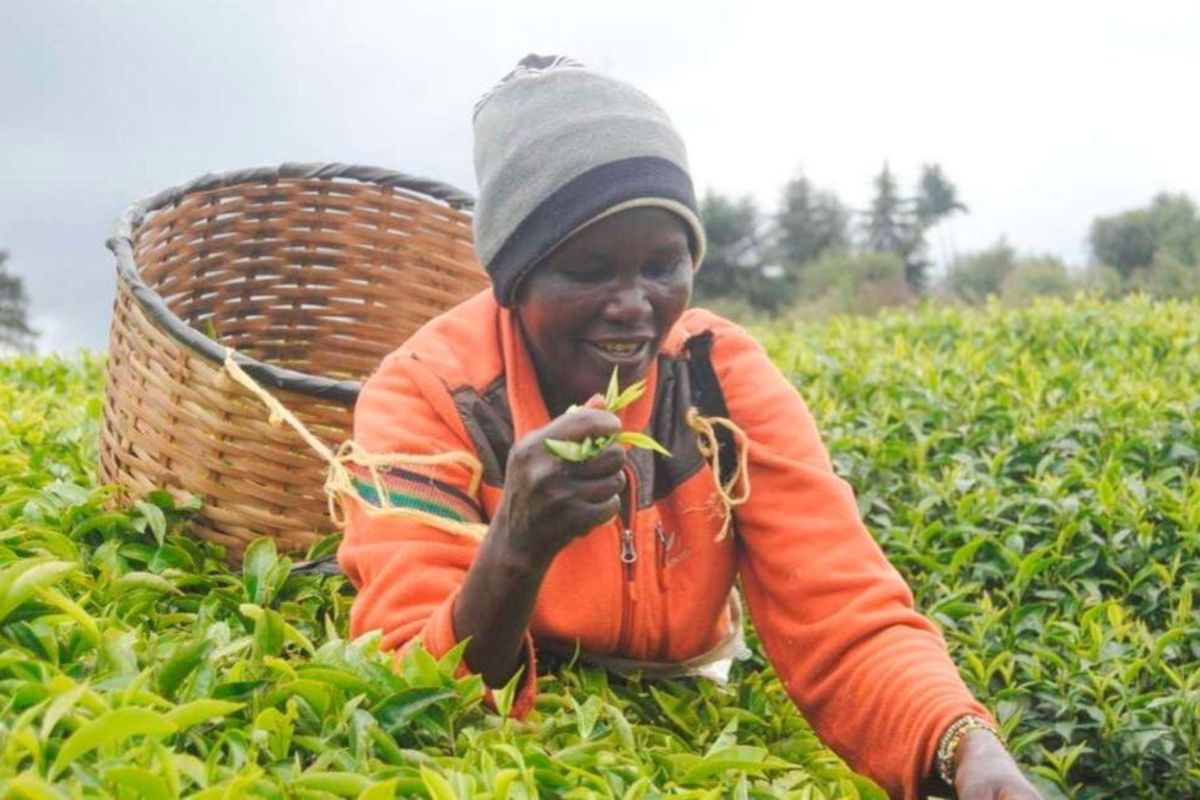 Tea farmers in western Kenya call for State stimulus package - Business ...