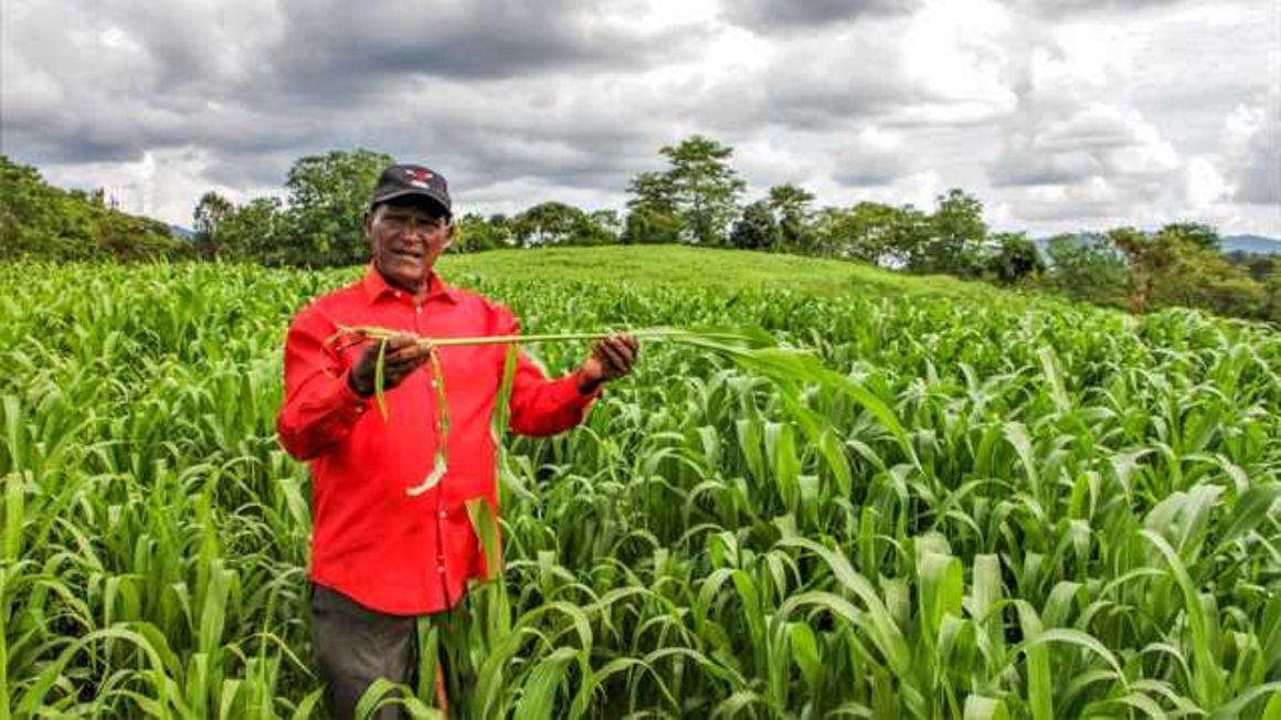 Fodder grasses throw Makueni farmers lifeline - Business Daily
