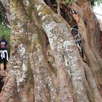 Sacred Mugumo tree survives Christianity - Business Daily