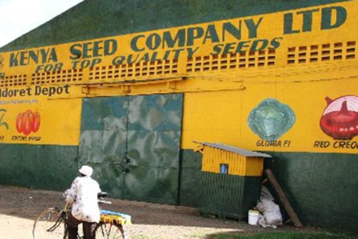 Kenya Seed set to boost acreage on high demand - Business Daily