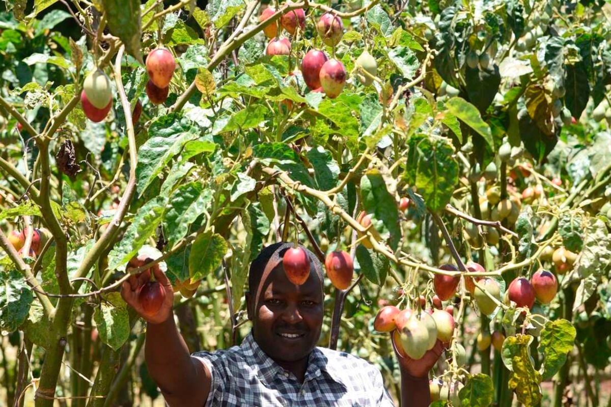 Why I won’t quit tree tomato farming soon - Business Daily