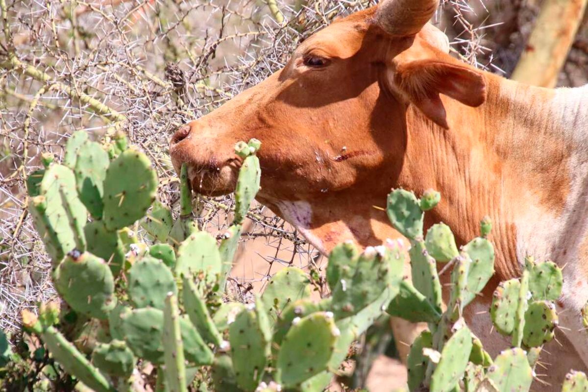 Livestock prices hit Sh5,000 on famine - Business Daily