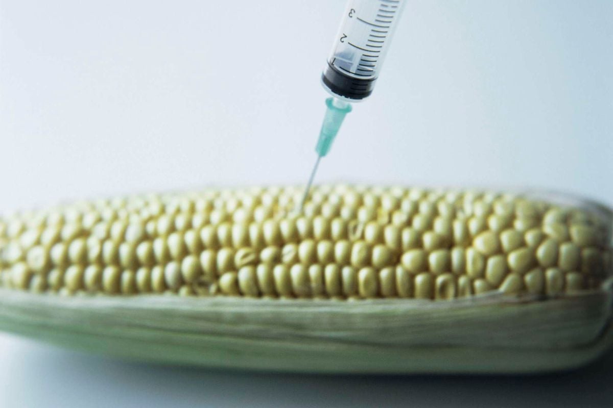 Issue guidelines on GMO food labelling - Business Daily