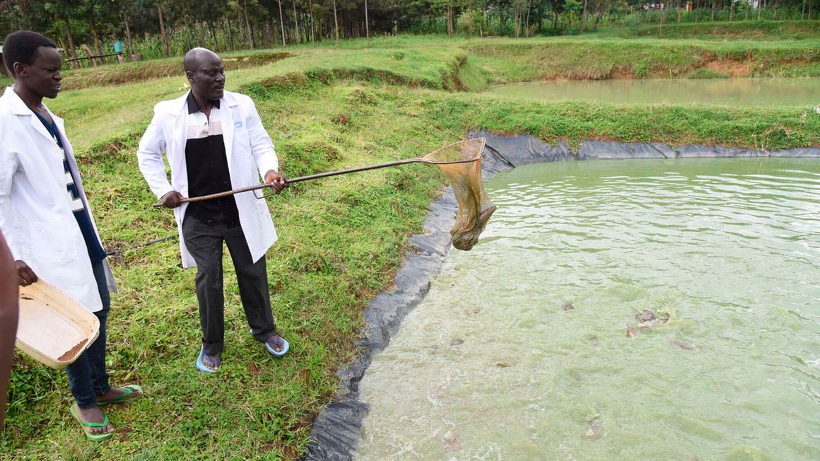 Why Nile perch swim bladder is new gold on Lake Victoria beaches ...