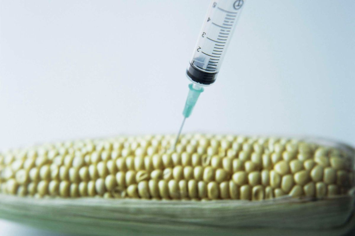 Food safety concerns not unique to GMOs, ask any crop breeding expert - Business Daily