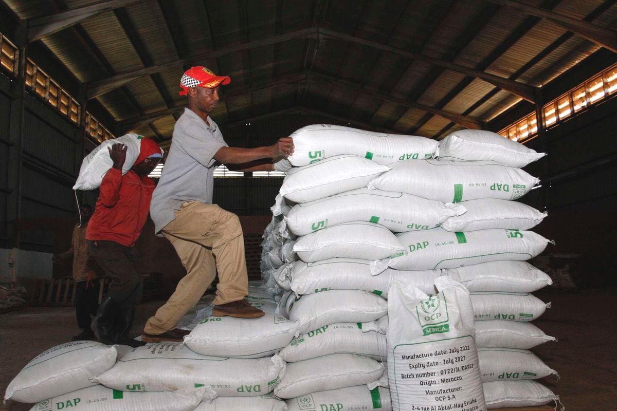Data cast doubt on success of Kenya’s fertiliser subsidy - Business Daily