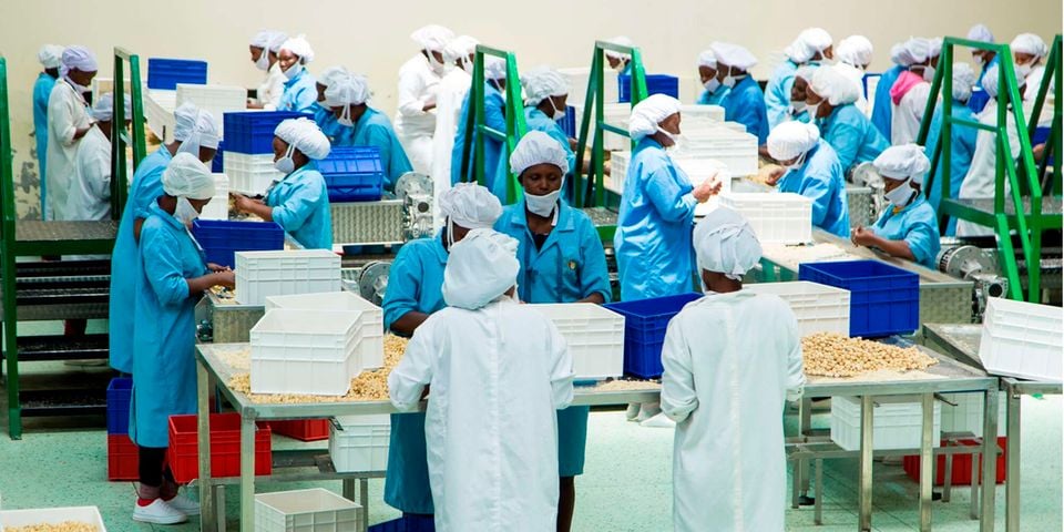 Sasini looks for new macadamia markets - Business Daily