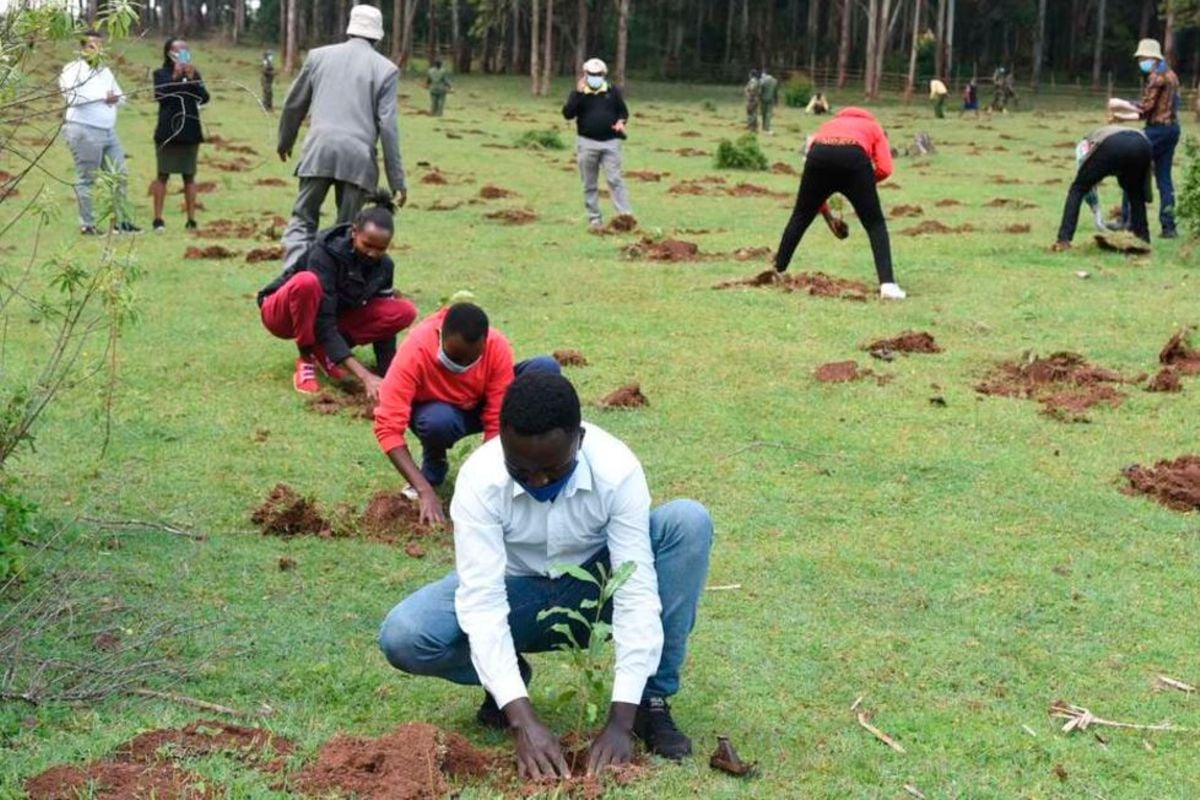 Create economic value out of the 15 billion tree planting campaign ...