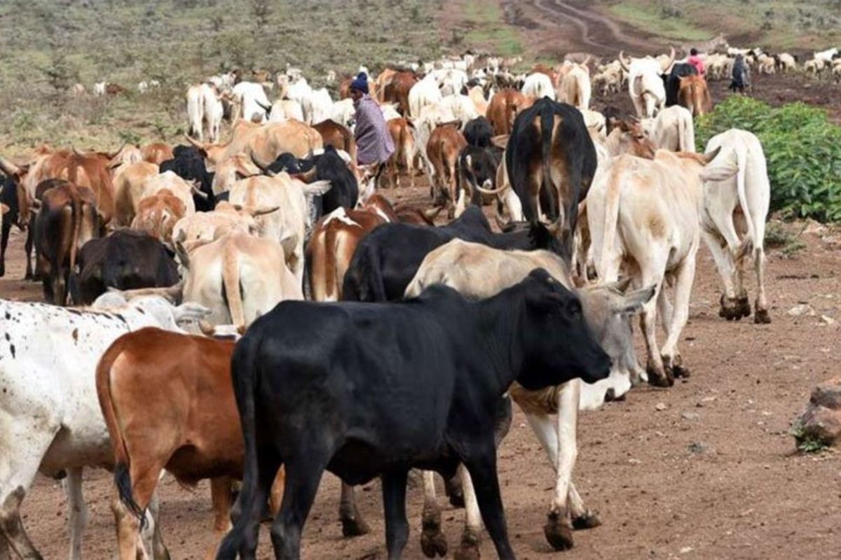 Zep-Re to support livestock insurance - Business Daily
