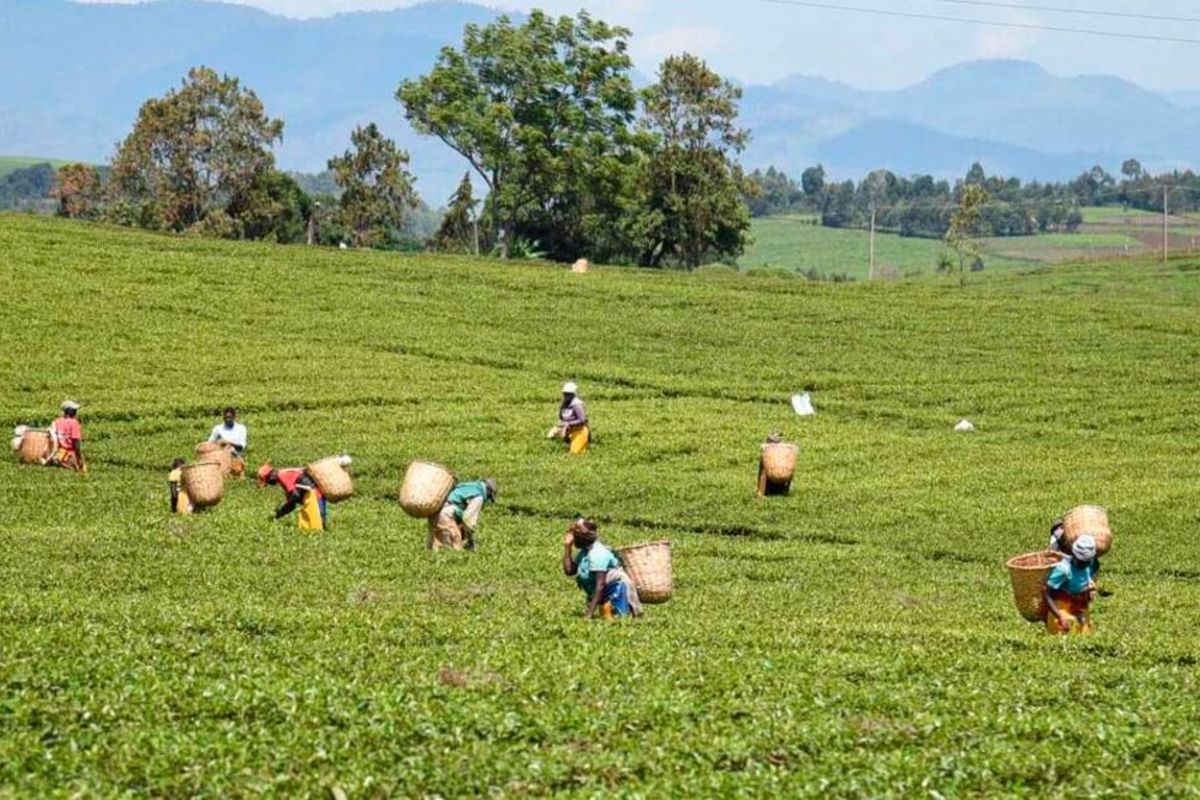 James Finlay banned by Starbucks in tea plantation sex scandal - Business Daily