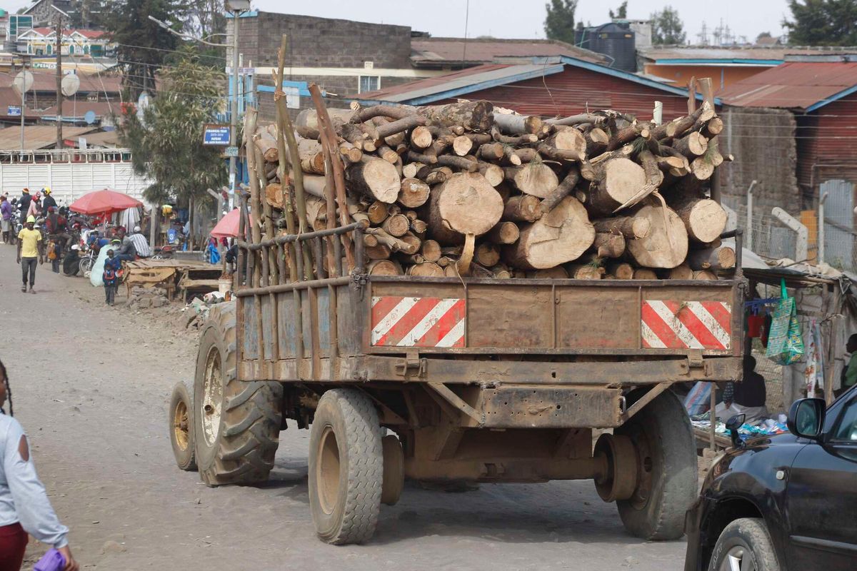 KFS eyes Sh3.5 billion from trees as harvesting resumes - Business Daily