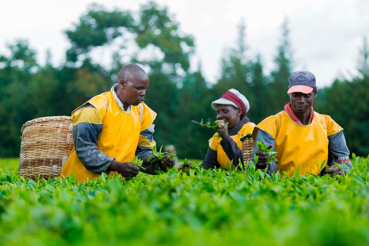 Sasini’s focused strategy brings more women and profits - Business Daily