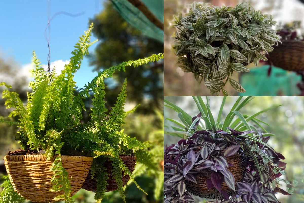 Hanging splendours: Easy to maintain flowers for your balcony ...