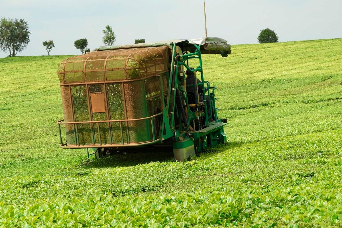 Why mechanisation is vital for survival of Kenya’s tea industry ...