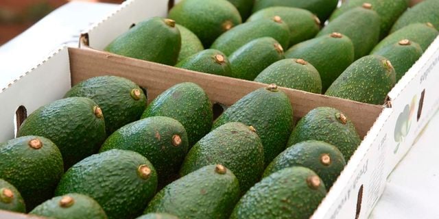 Avocado exports to China hit Sh9bn in three months to May - Business Daily