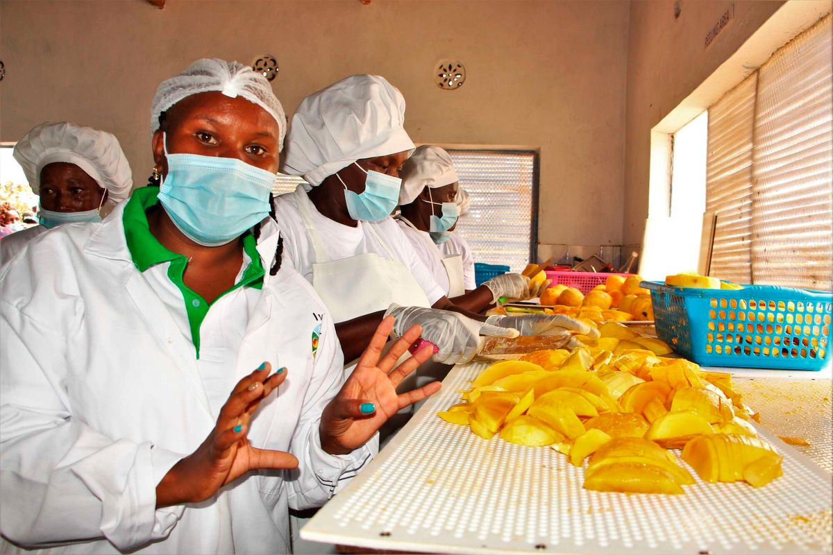 Makueni farmer finds sweet success turning mangoes into crisps ...