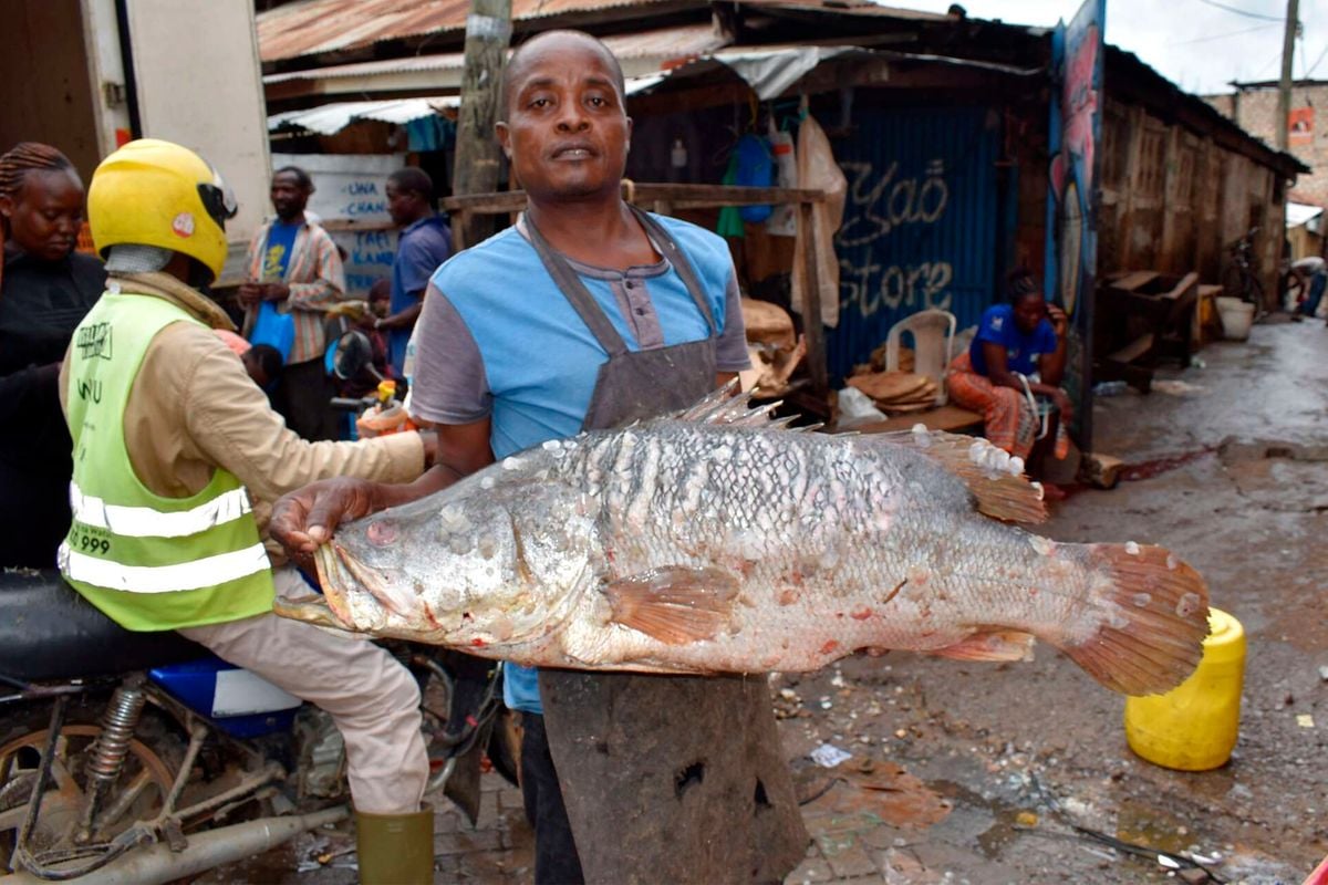 Why Nile perch swim bladder is new gold on Lake Victoria beaches ...