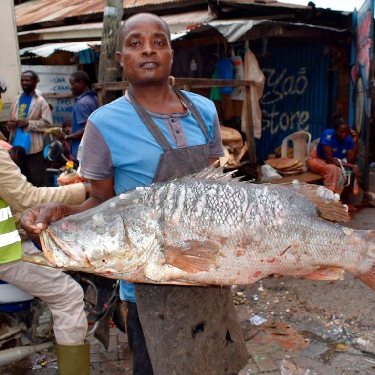 Why Nile perch swim bladder is new gold on Lake Victoria beaches ...