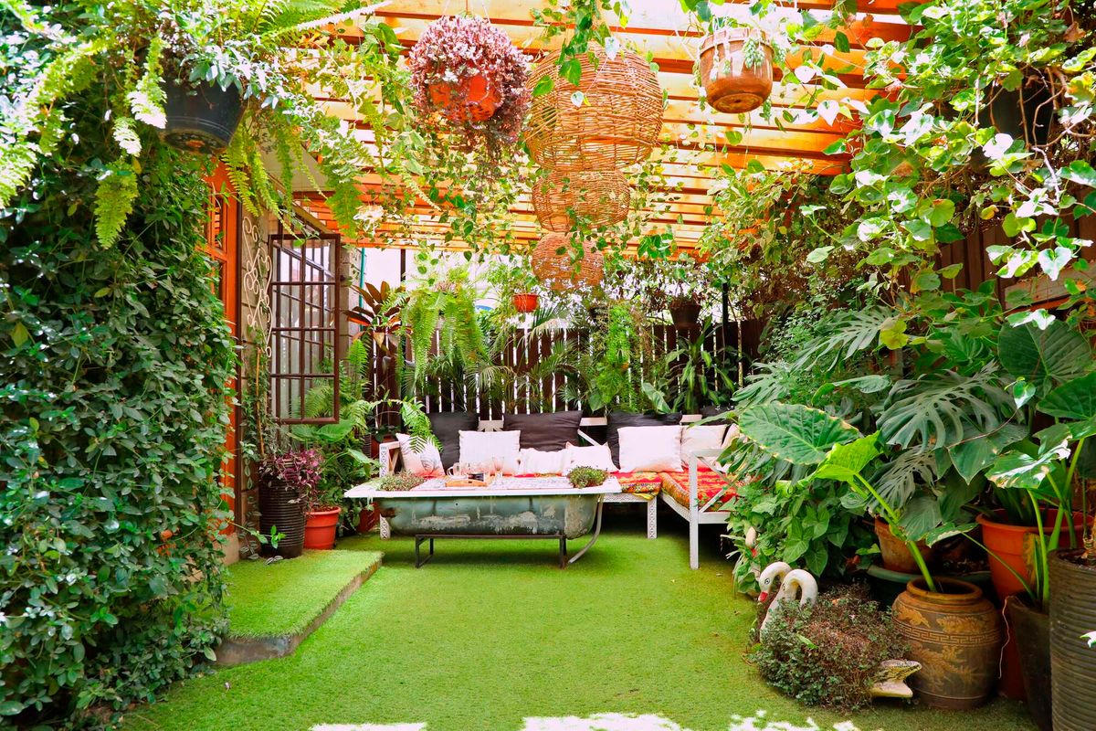 My garden sings flowers in 50 pots - Business Daily