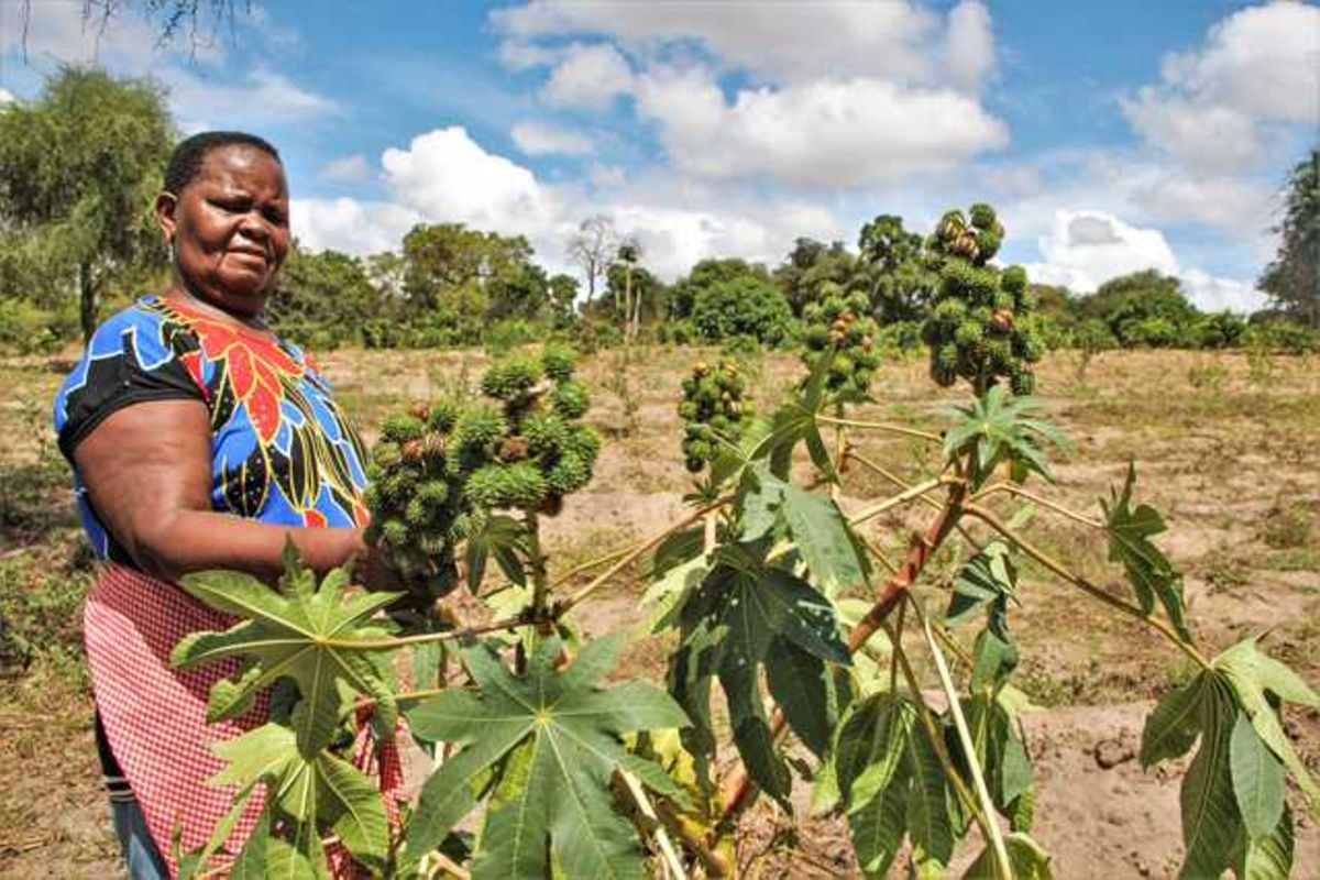 IFC invests Sh32 billion in Kenya’s biofuel project - Business Daily