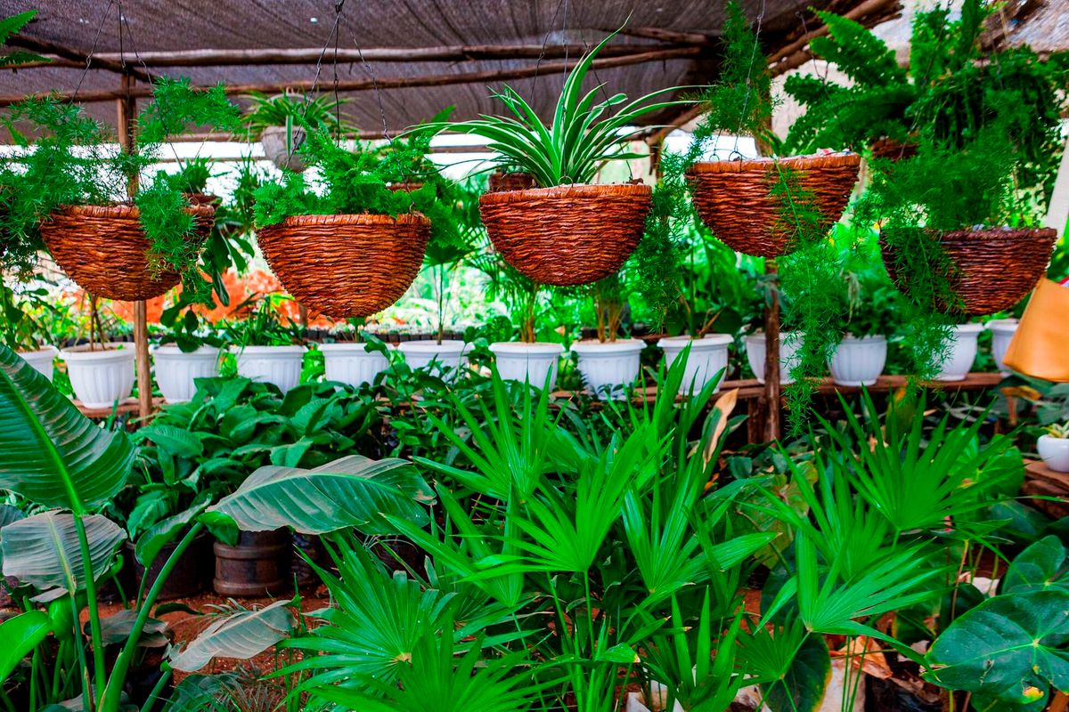 ABCs of building a hanging garden - Business Daily