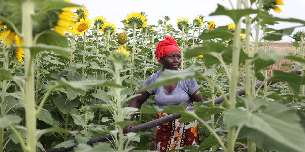 Selu rekindles Galana Kulalu food security dream with record yield ...