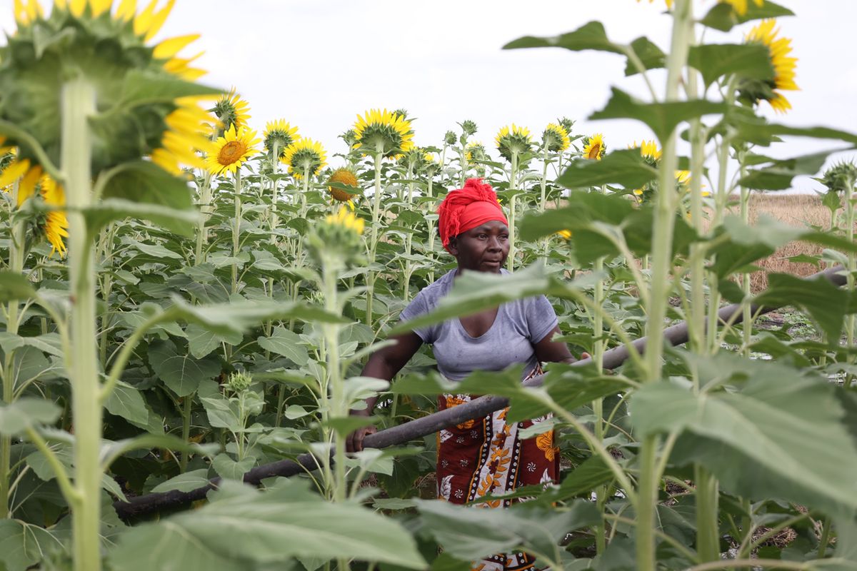 Selu rekindles Galana Kulalu food security dream with record yield ...