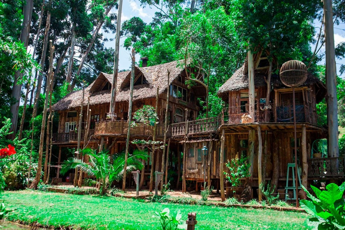 How I built my three treehouses in Nairobi's Karen - Business Daily
