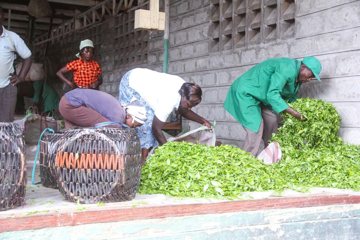 Tea farmers face decline in earnings as sales, prices fall - Business Daily