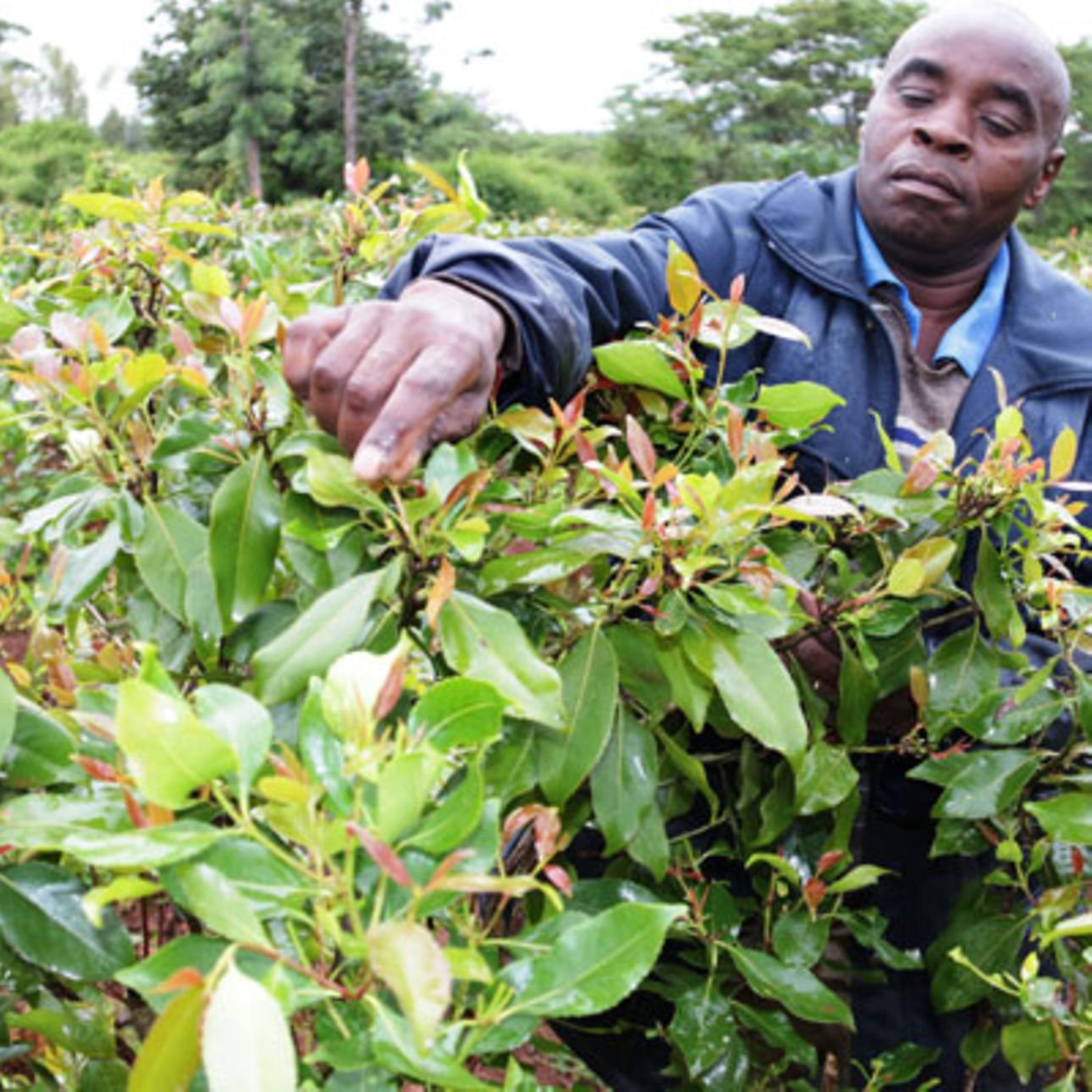Muguka stimulant a double-edged sword for men’s mental wellbeing ...