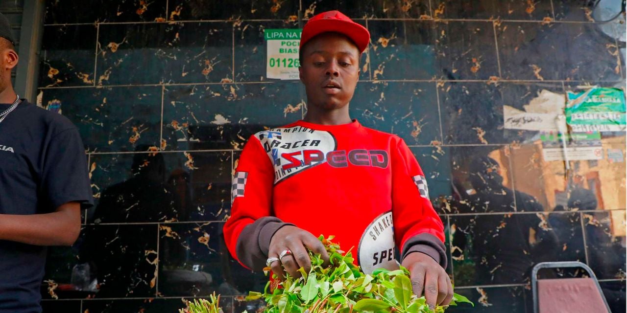 Muguka stimulant a double-edged sword for men’s mental wellbeing ...