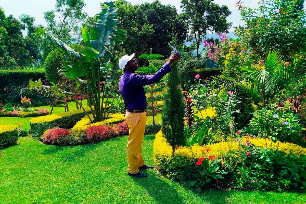 Nandi farmer finds new joy after uprooting maize to plant flowers ...