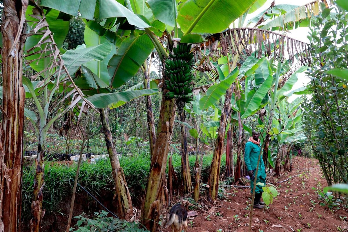 Dennis Mutua’s success journey farming for the high-end fruit market ...