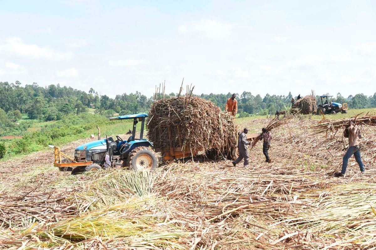 Sony Sugar clears Sh992m debt to cane farmers, CEO says - Business Daily