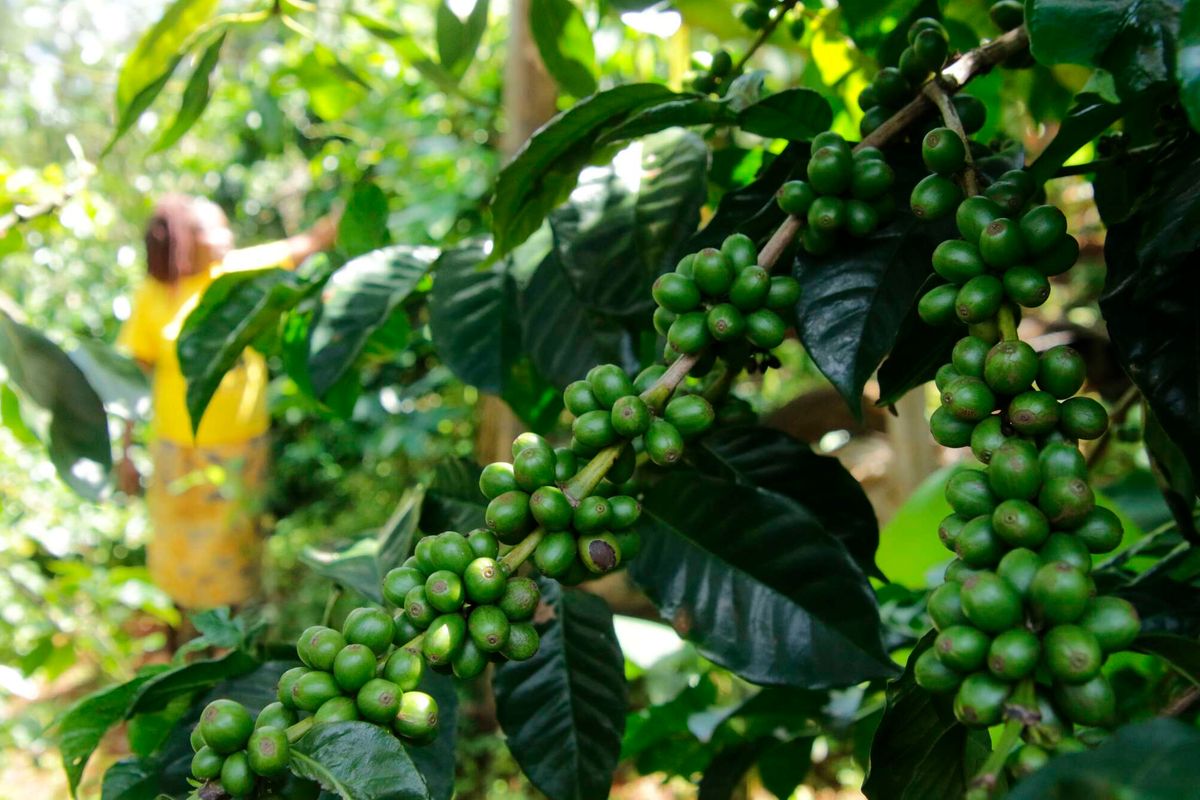 CMA clears three more firms to trade at Nairobi coffee auction ...