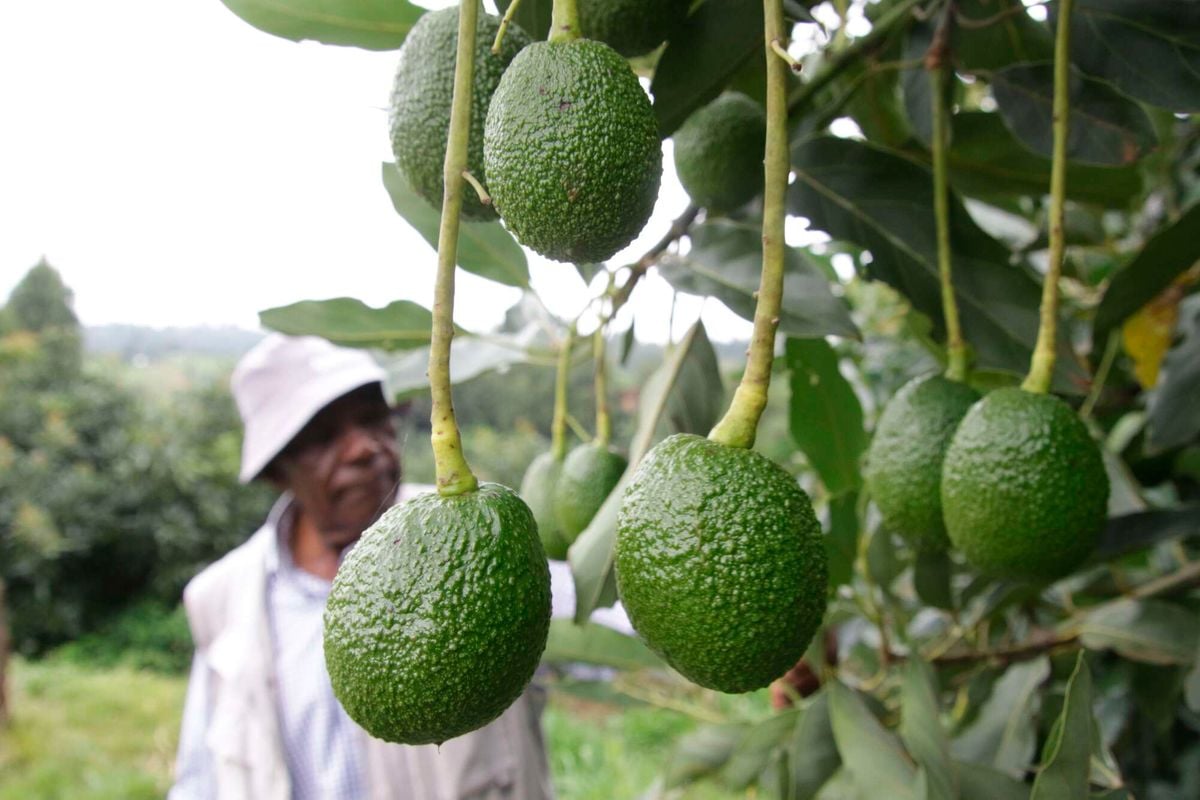 Fruits leapfrog coffee in Kenya export earnings - Business Daily