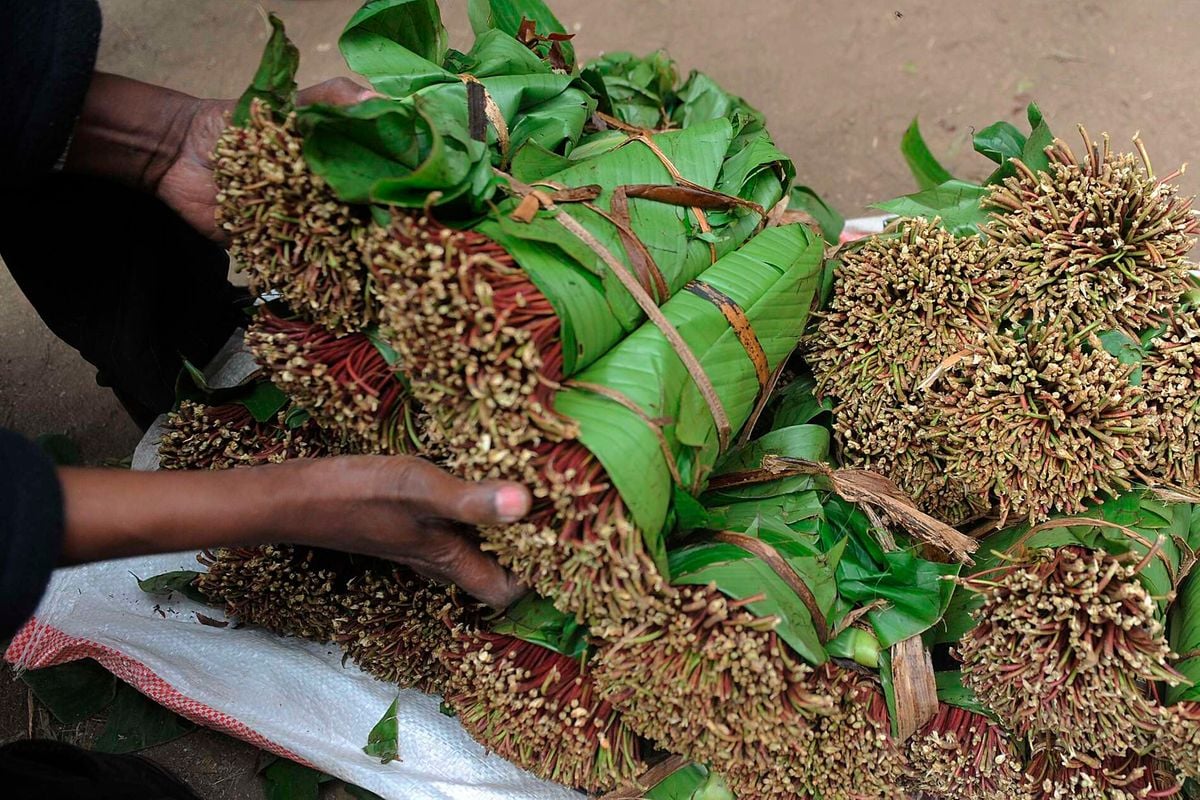 Kenya miraa exports double on reopened Somalia market - Business Daily