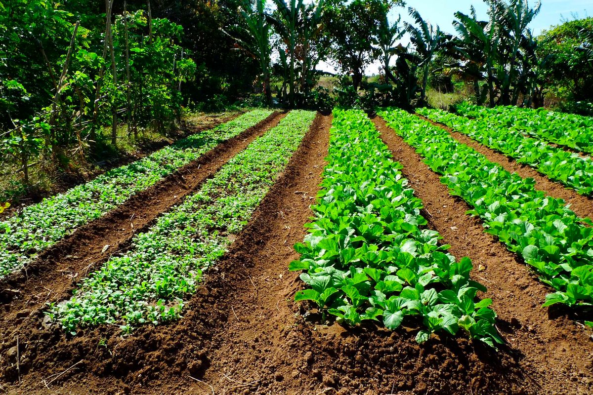 Transforming Kenya’s food systems for a resilient future - Business Daily