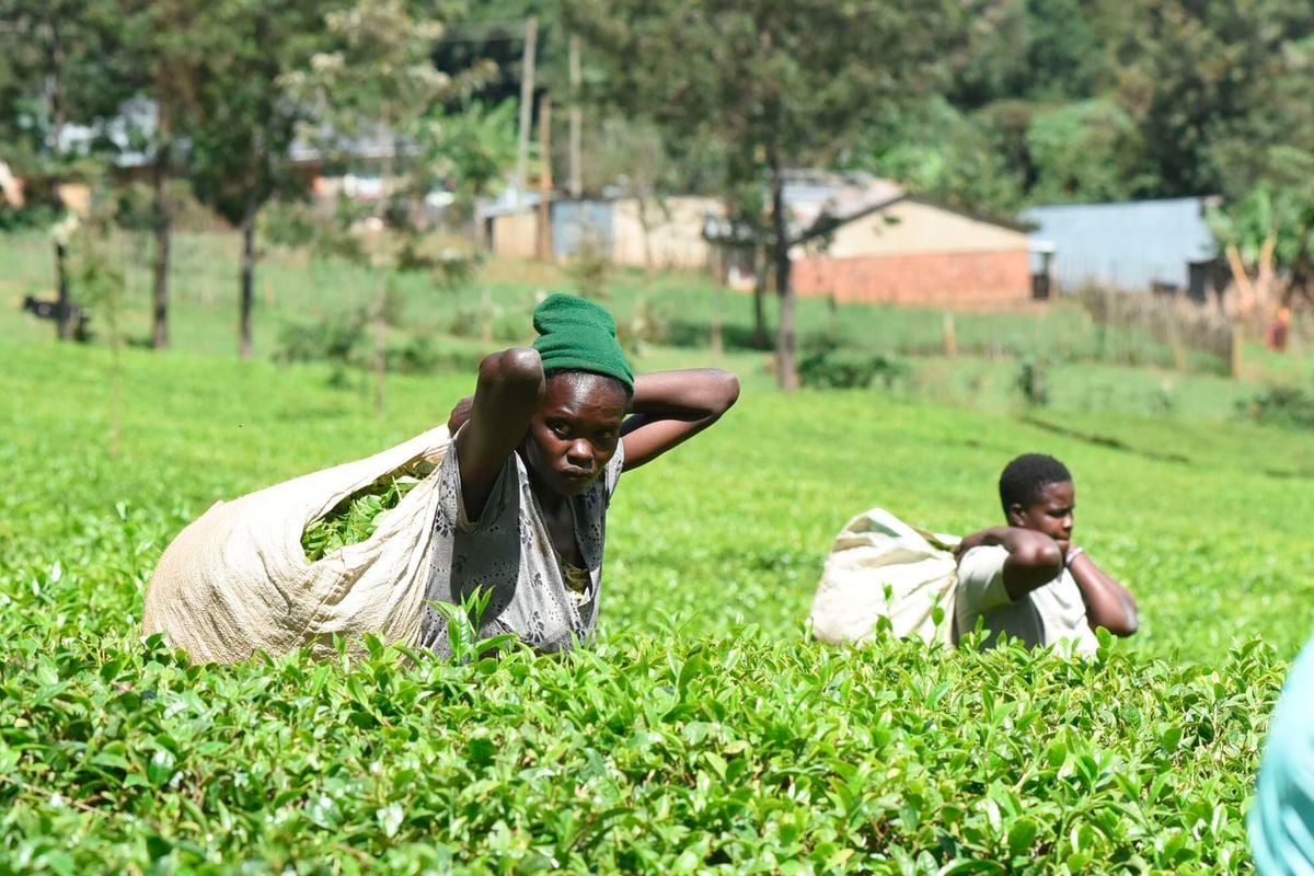 Kapchorua tea production up 44pc on expansion of factory - Business Daily