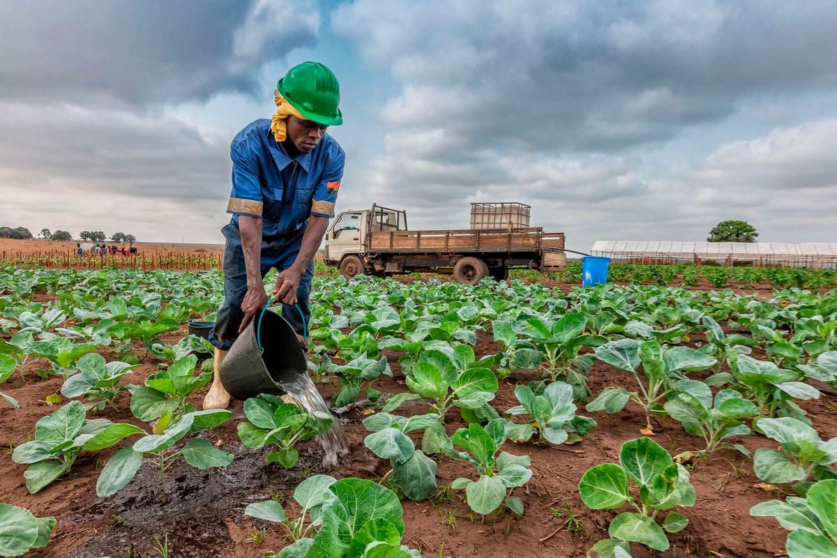 Travails of a novice farmer - Business Daily