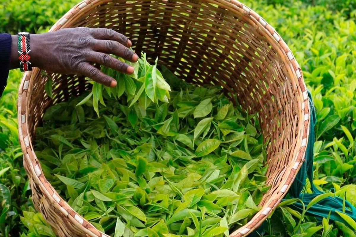 Meru factory blames cut in farmers’ pay on lower orthodox tea prices ...